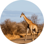 Facilities & Experiences - Manzi Monaté